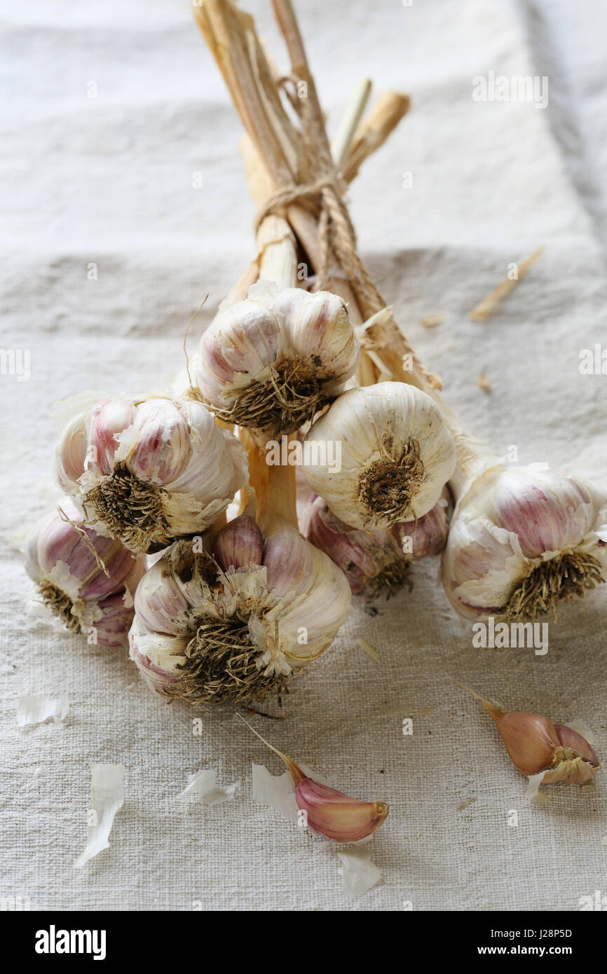Bunch of garlic Stock Photo - Alamy