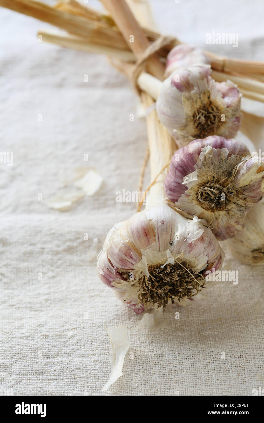 Bunch of garlic, food closeup Stock Photo - Alamy