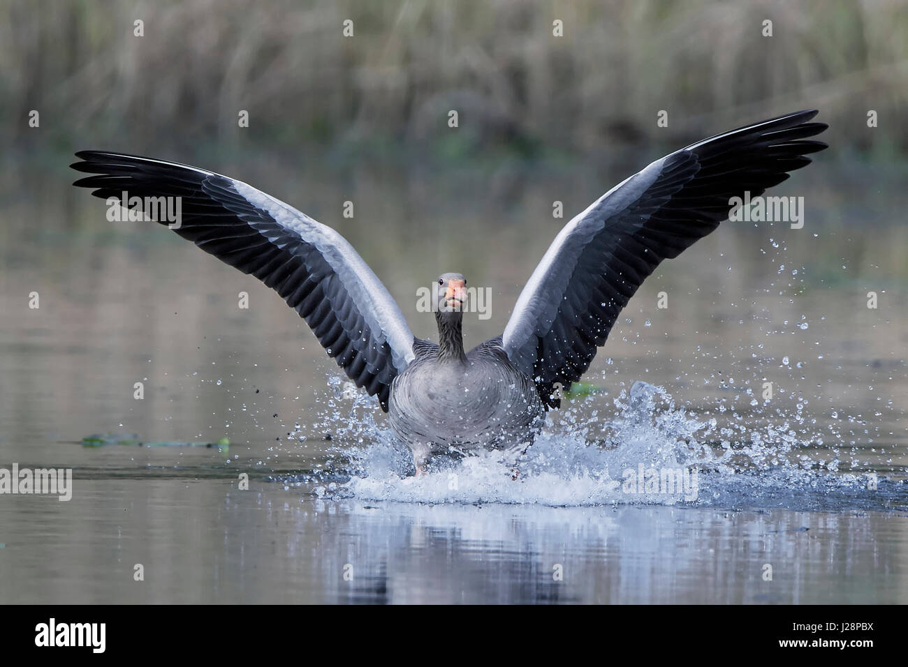 Greylag goose open wings hi-res stock photography and images - Alamy
