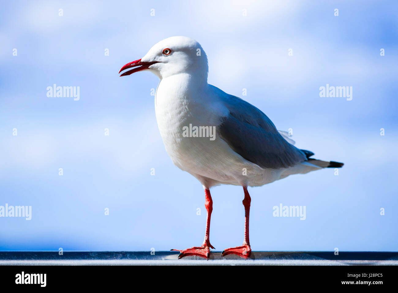 Australian seagull posing tall against sky background Stock Photo - Alamy