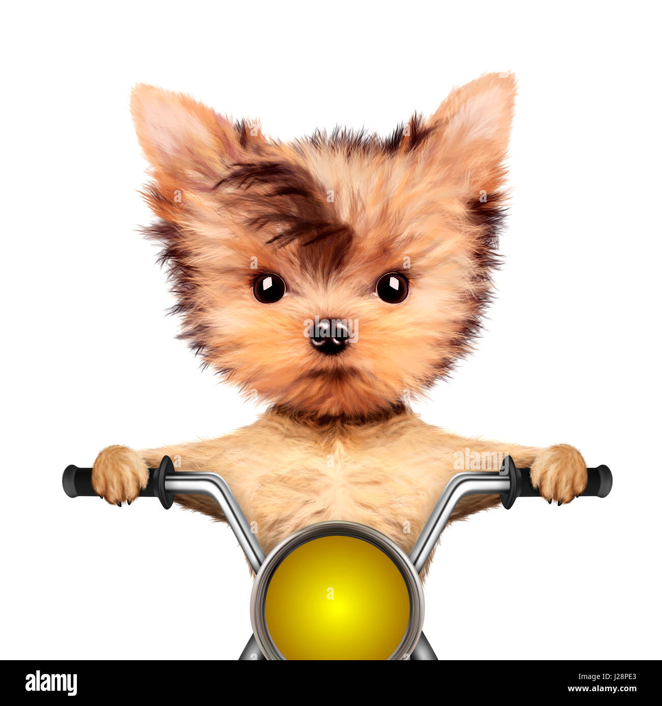 Chopper the biker dog hi-res stock photography and images - Alamy