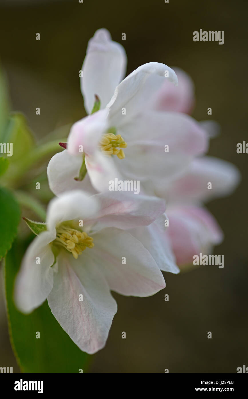 Blossom with sepal hi-res stock photography and images - Alamy