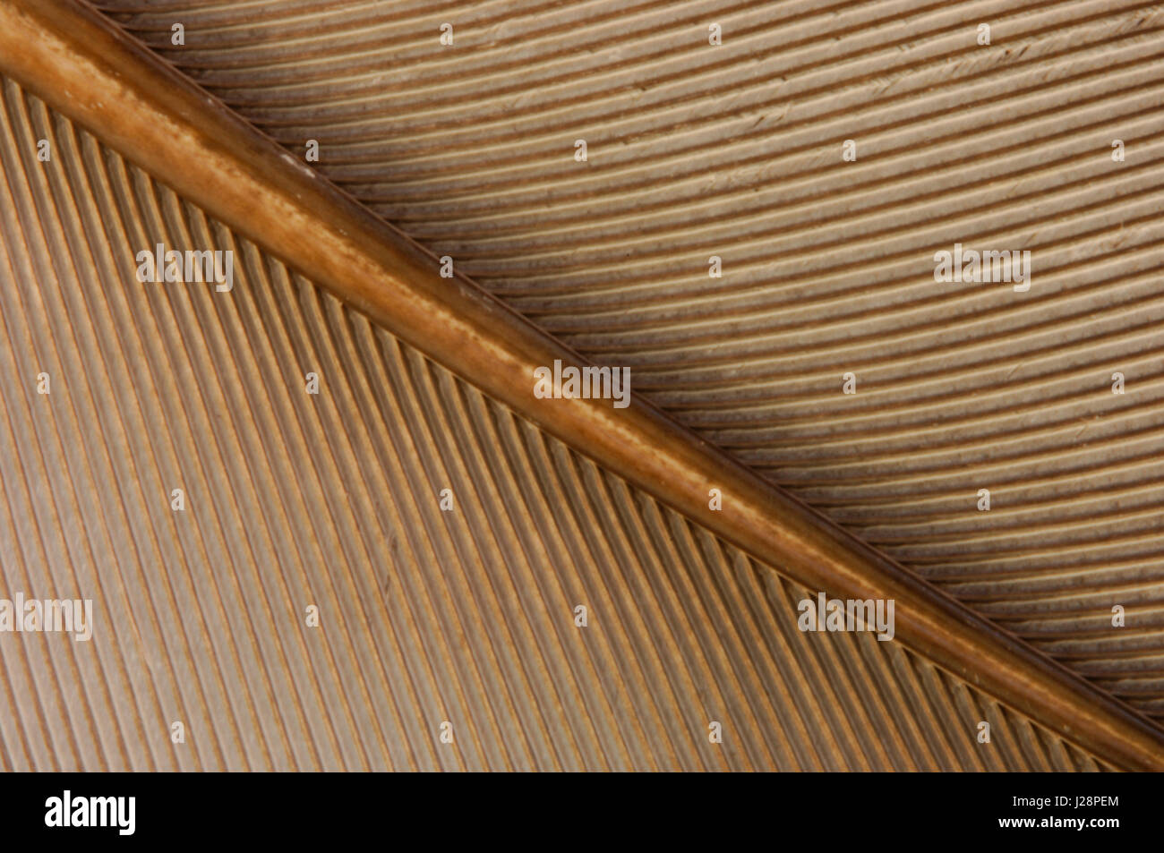 Closeup of the underside of a feather Stock Photo - Alamy