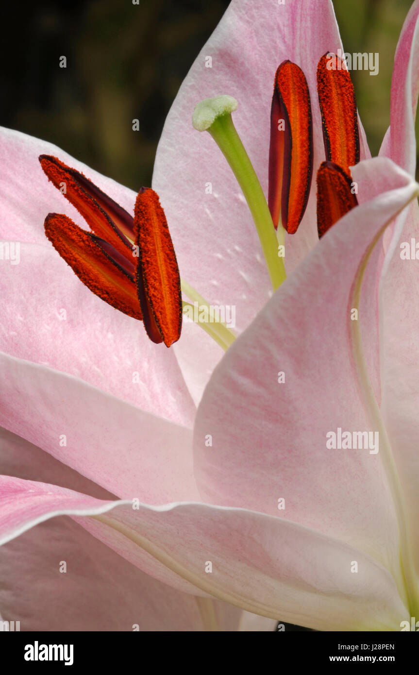 Lily flower closeup showing stamens and stigma Stock Photo - Alamy