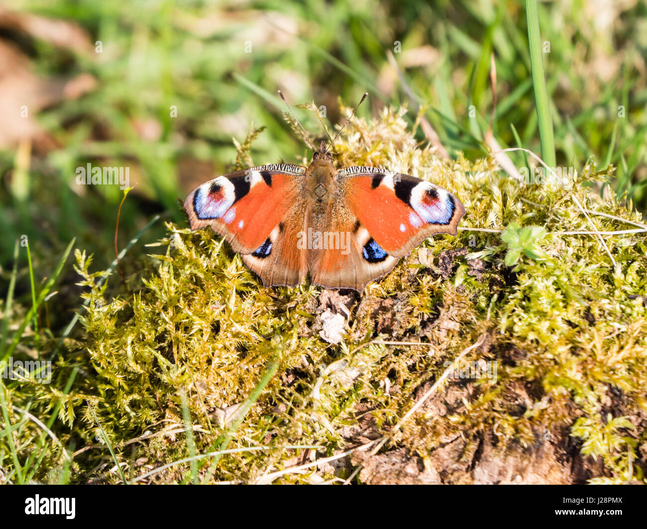 Common european insect hi-res stock photography and images - Alamy