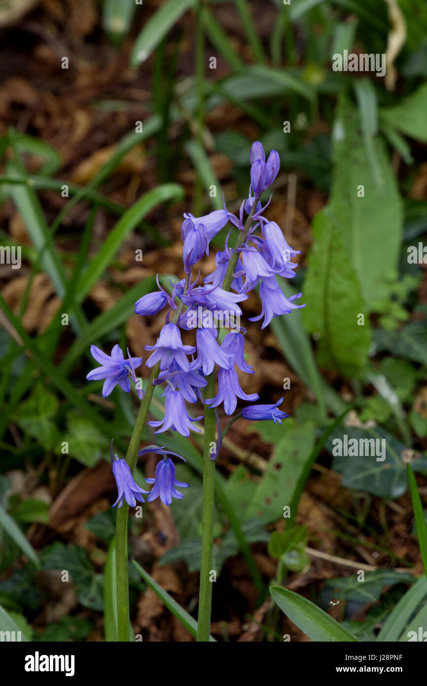 Invasive wild flower hi-res stock photography and images - Alamy