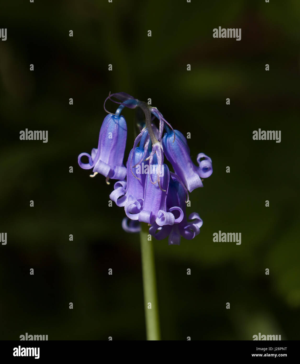 Bluebell common hi-res stock photography and images - Alamy