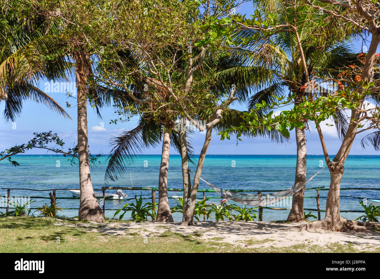 Palm trees and see in Nacula Island, part of the Yasawa Island group in ...