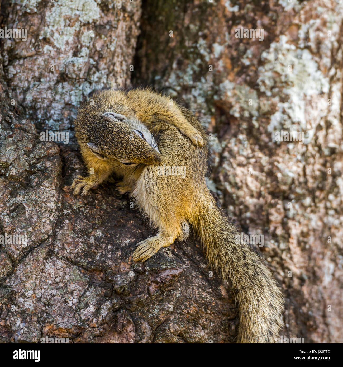Smith bush squirrel in Kruger national park, South Africa ; Specie ...