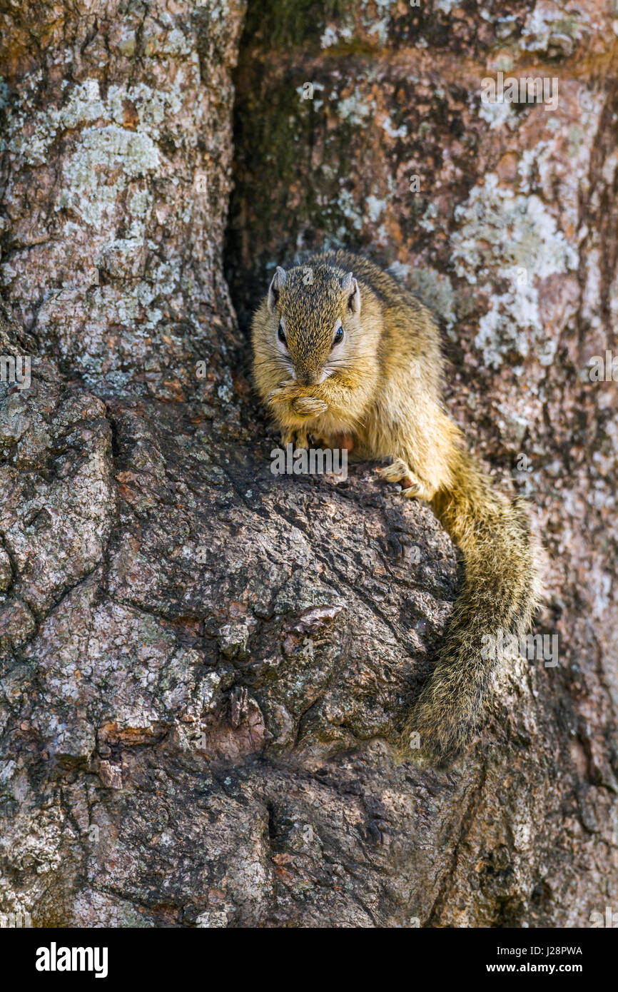 Smith bush squirrel hi-res stock photography and images - Alamy