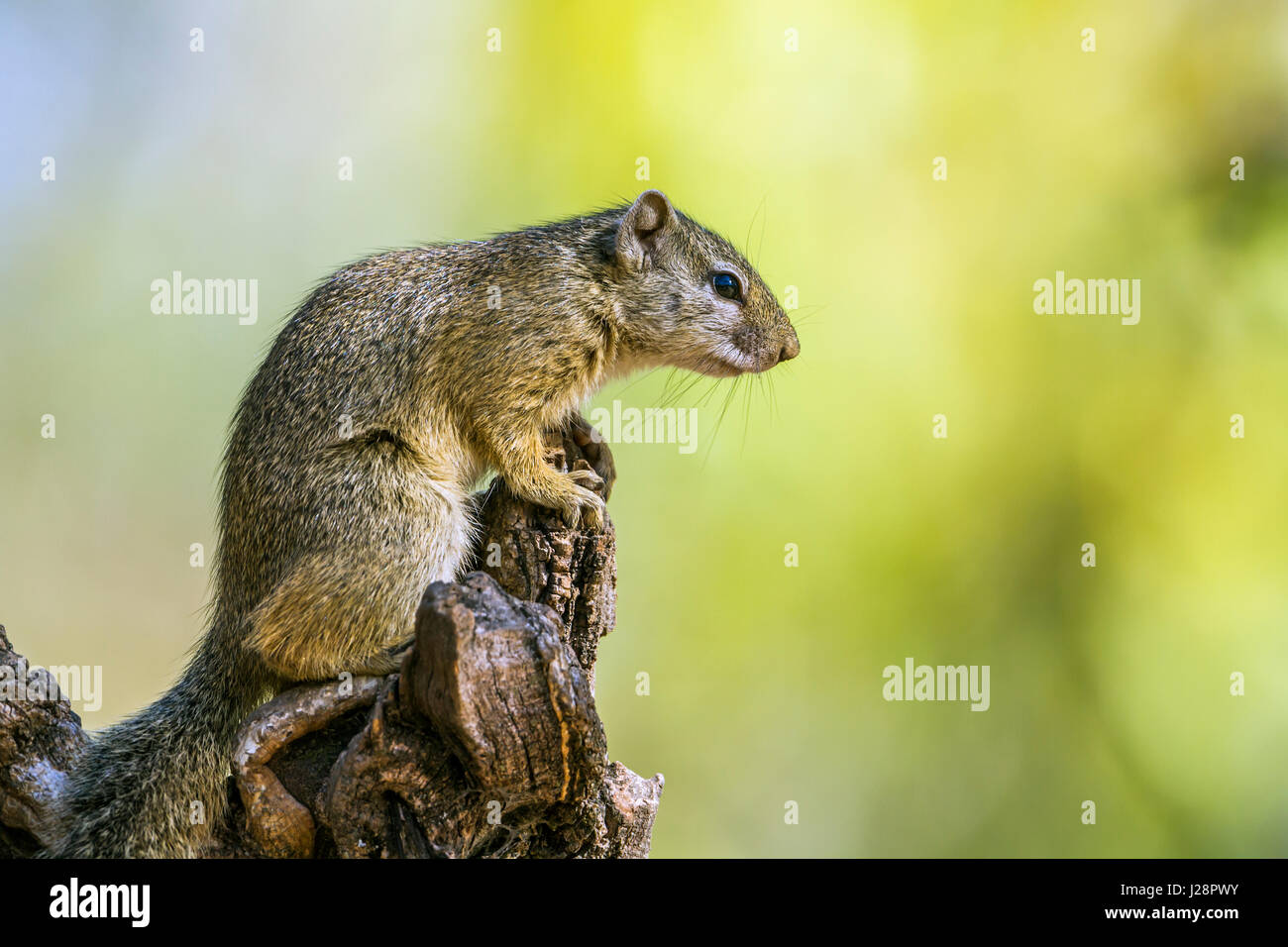 Smith bush squirrel in Kruger national park, South Africa ; Specie ...