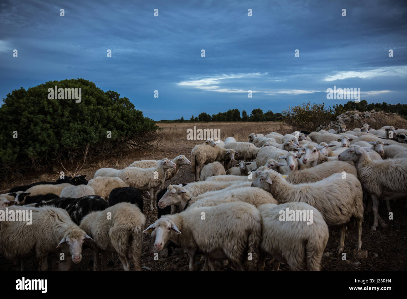 Heard of sheep in Sardinia, Italy. Sheep waiting to be let out of the ...