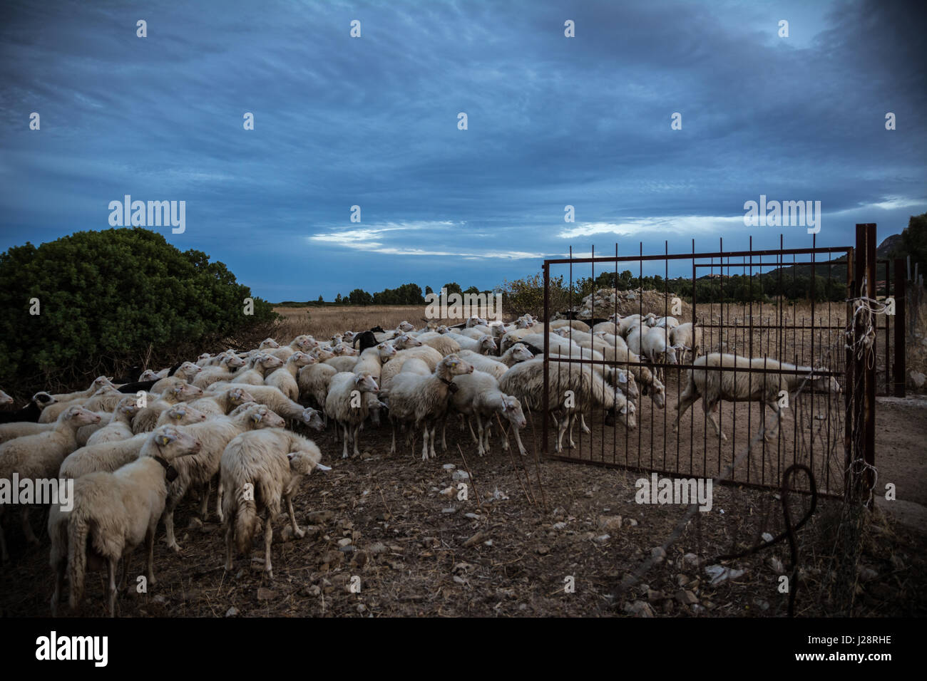 Heard of sheep in Sardinia, Italy. Sheep going out of the field and ...