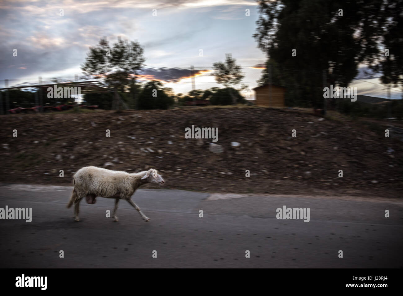 Last sheep of heard in Sardinia, Italy. Last sheep is running after its ...