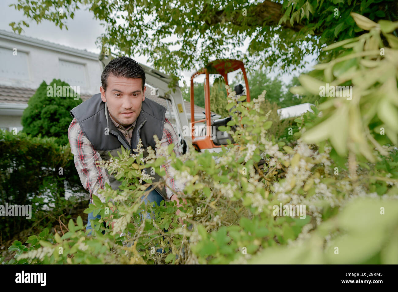 Trimming overgrown tree hi-res stock photography and images - Alamy