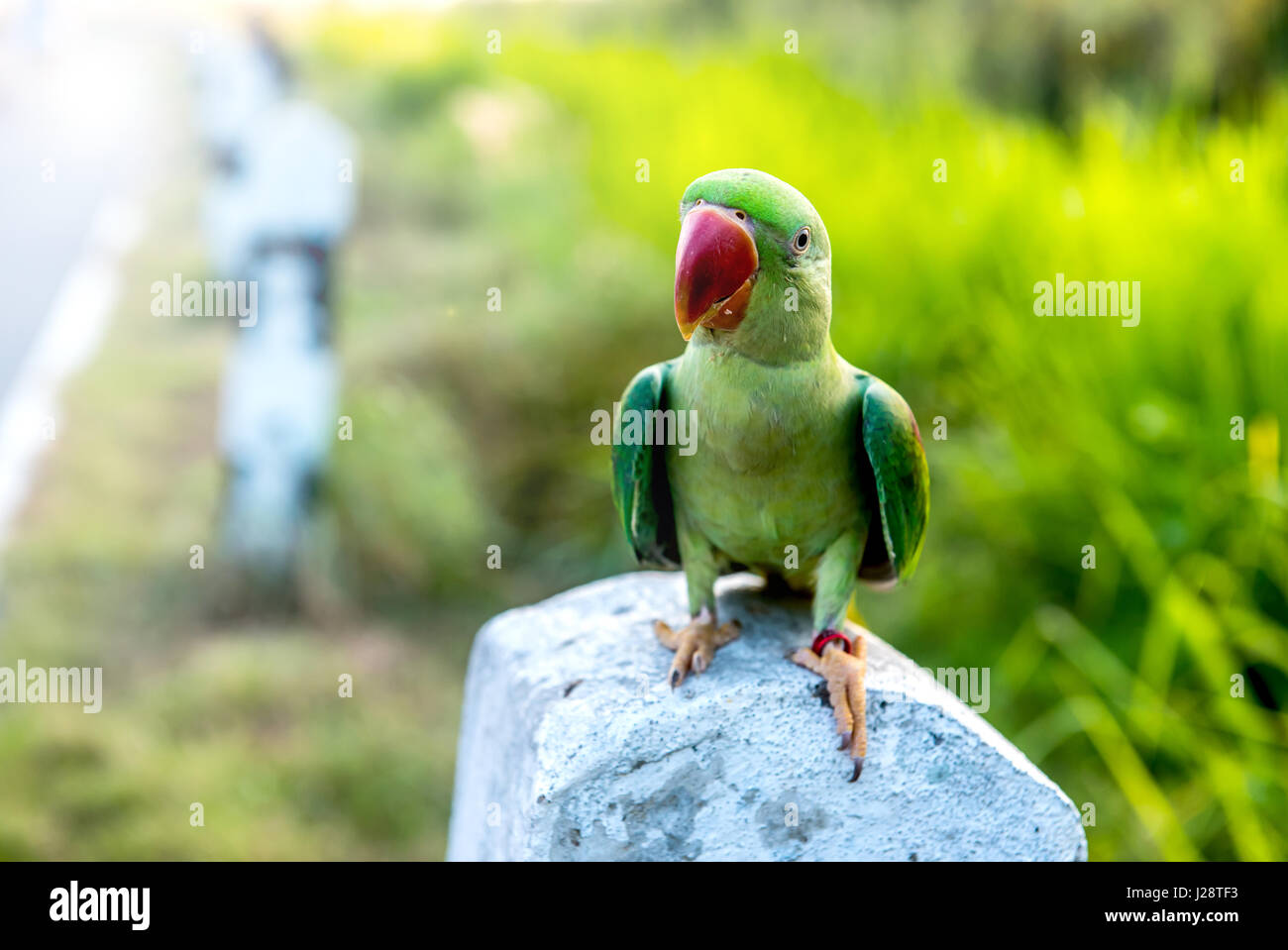Popinjay parrot hi-res stock photography and images - Alamy