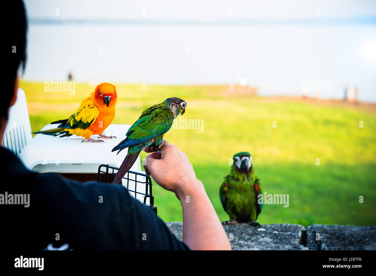 Popinjay parrot hi-res stock photography and images - Alamy