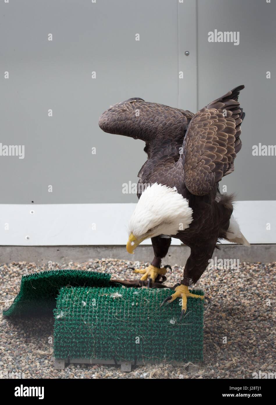 An injured bald eagle being cared for at the Raptor Center in St. Paul ...