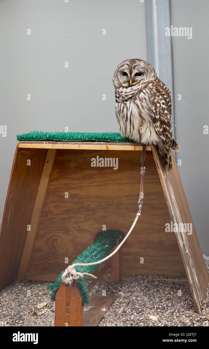 An injured barred owl being cared for at the Raptor Center in St. Paul ...