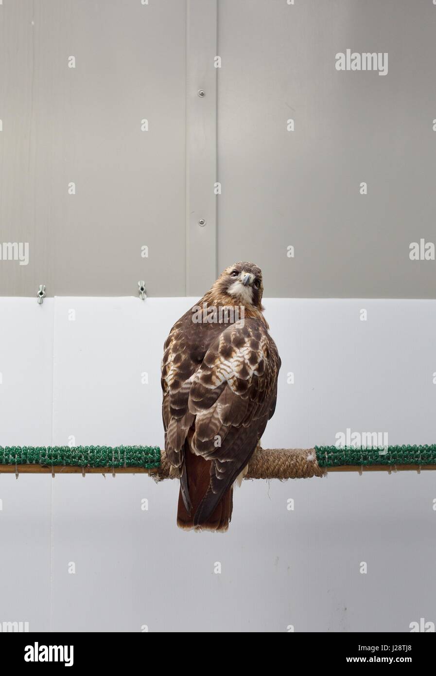 An injured red tail hawk being cared for at the Raptor Center in St ...
