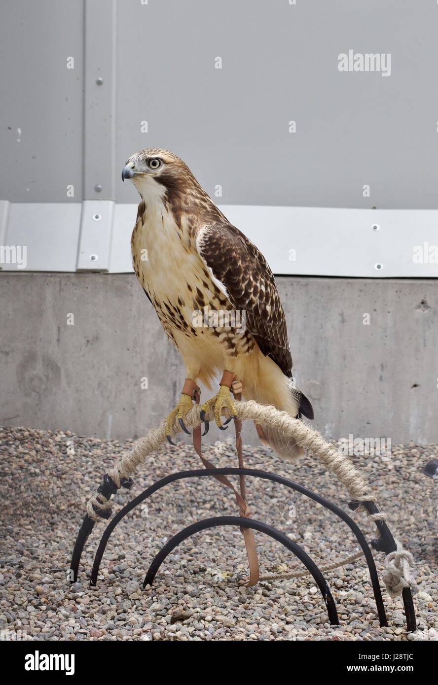 An injured red tail hawk, being cared for at the Raptor Center in St ...