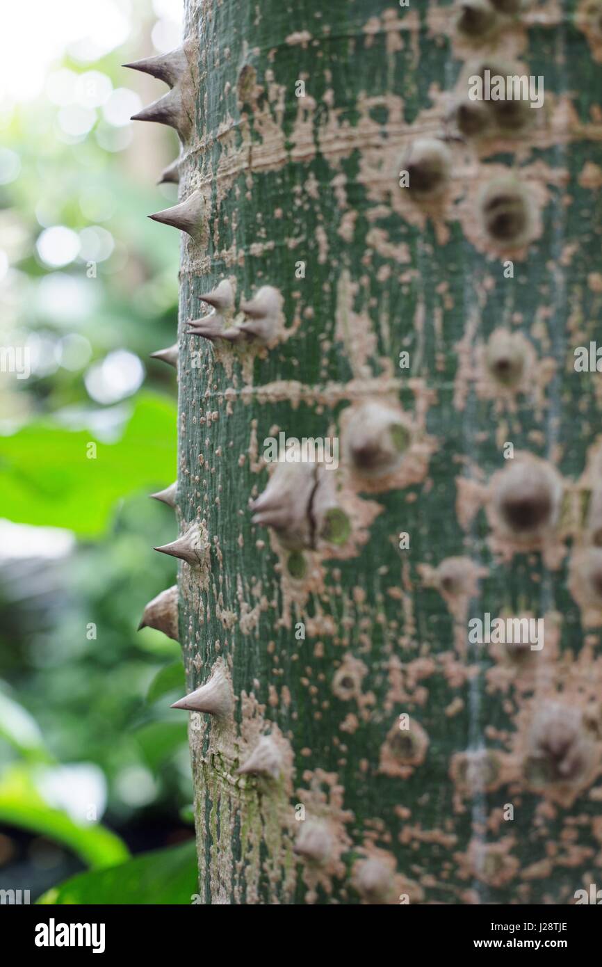 Thorny tree trunk hi-res stock photography and images - Alamy