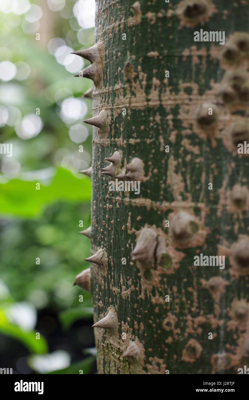 Thorny trunk ceiba speciosa hi-res stock photography and images - Alamy