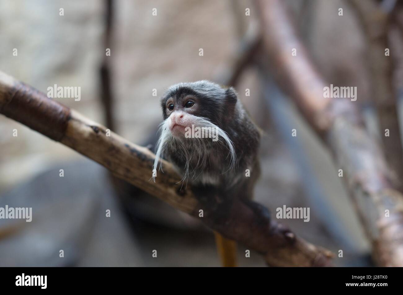 A tamarin monkey at Como Zoo in St. Paul, Minnesota Stock Photo - Alamy