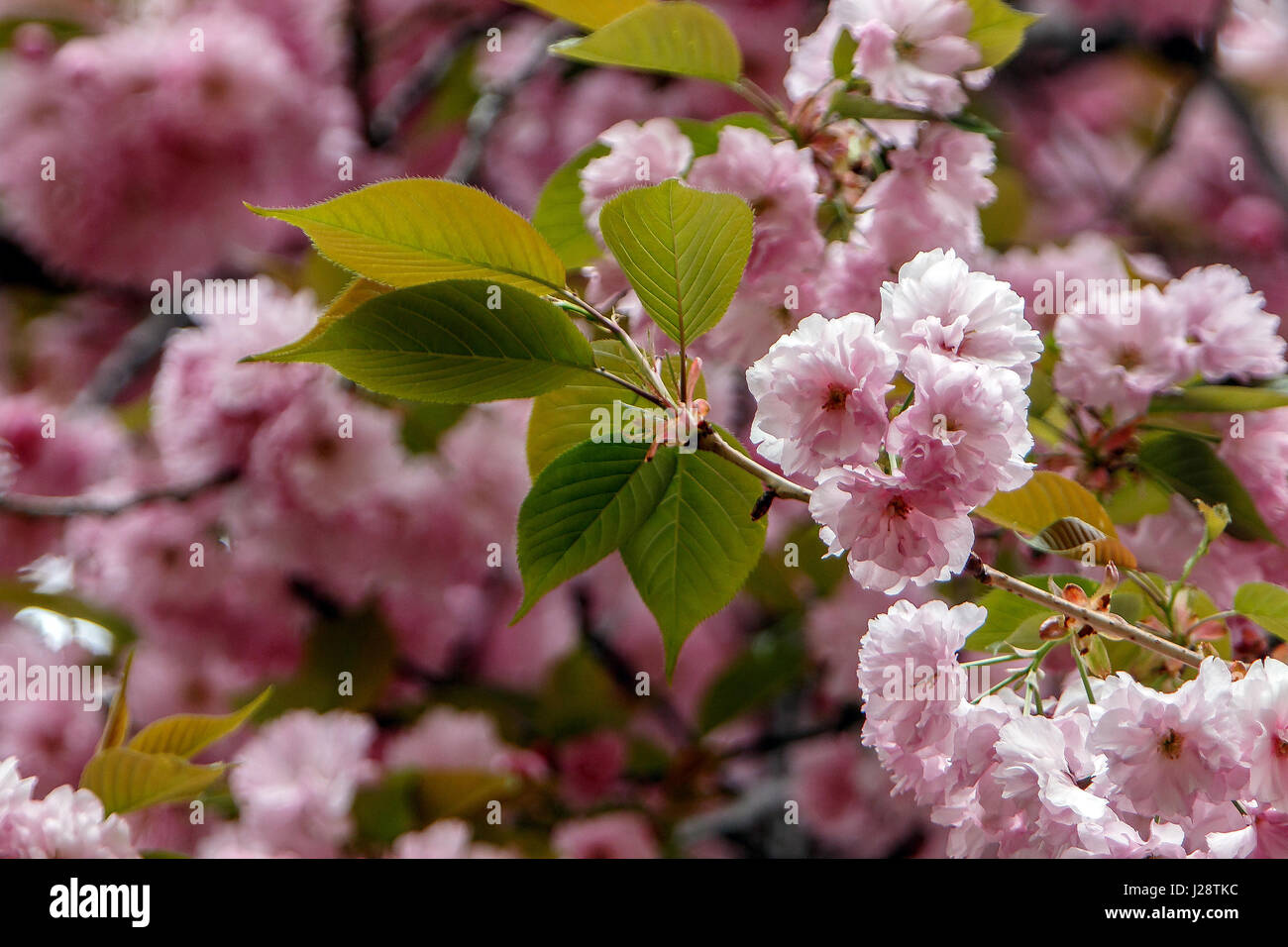 Pink flowers blossoming on a branch in Central Park during spring time ...