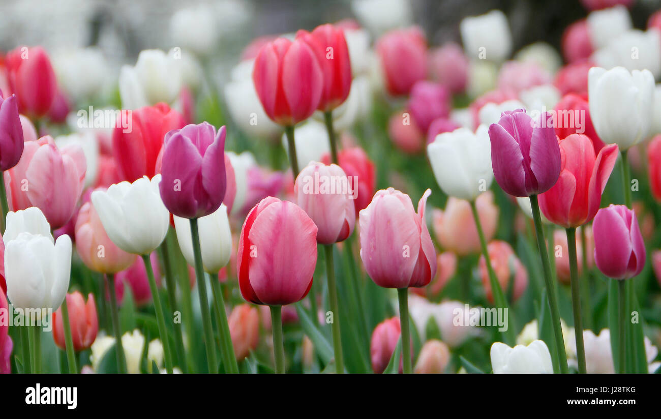 Colorful tulips grow and bloom in close proximity to one another Stock ...