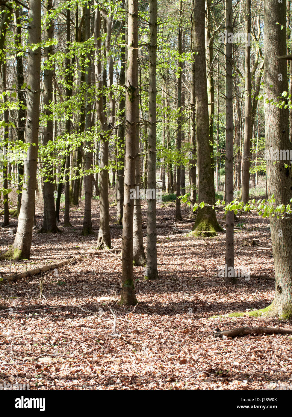 Spring woodland scene with new growth on trees and leaf litter on the ...