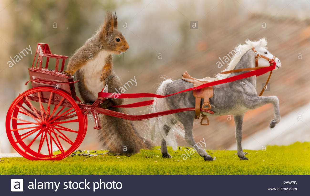 Squirrel Car Funny High Resolution Stock Photography and Images - Alamy