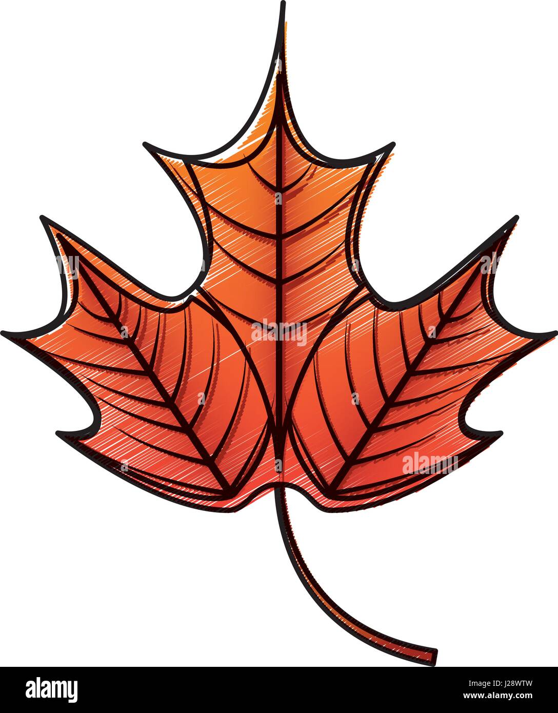 mapple leaf isolated icon Stock Vector Image & Art - Alamy