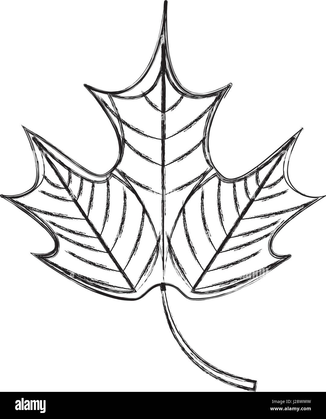 mapple leaf isolated icon Stock Vector Image & Art - Alamy