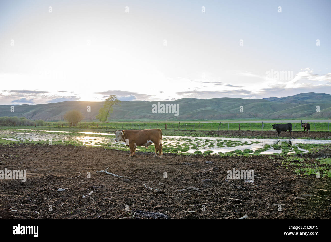 Cattle standing near an area flooded from recent rains Stock Photo - Alamy