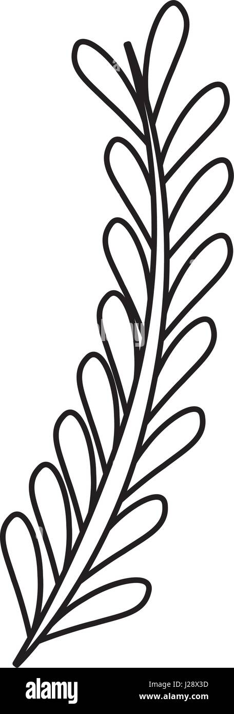 Christmas mistletoe branch isolated Black and White Stock Photos ...