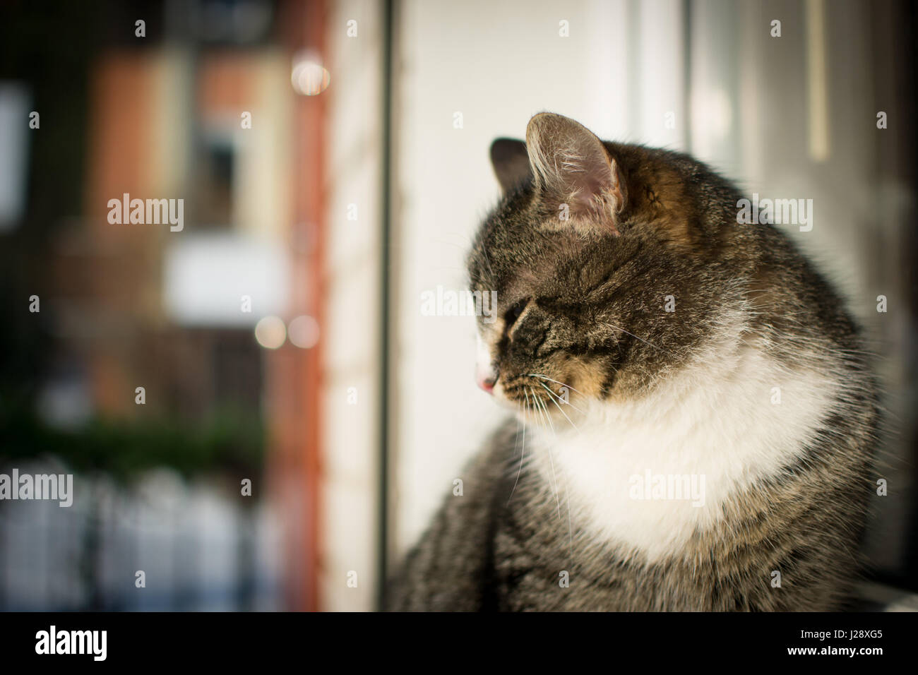 Cat enjoying sun hi-res stock photography and images - Alamy