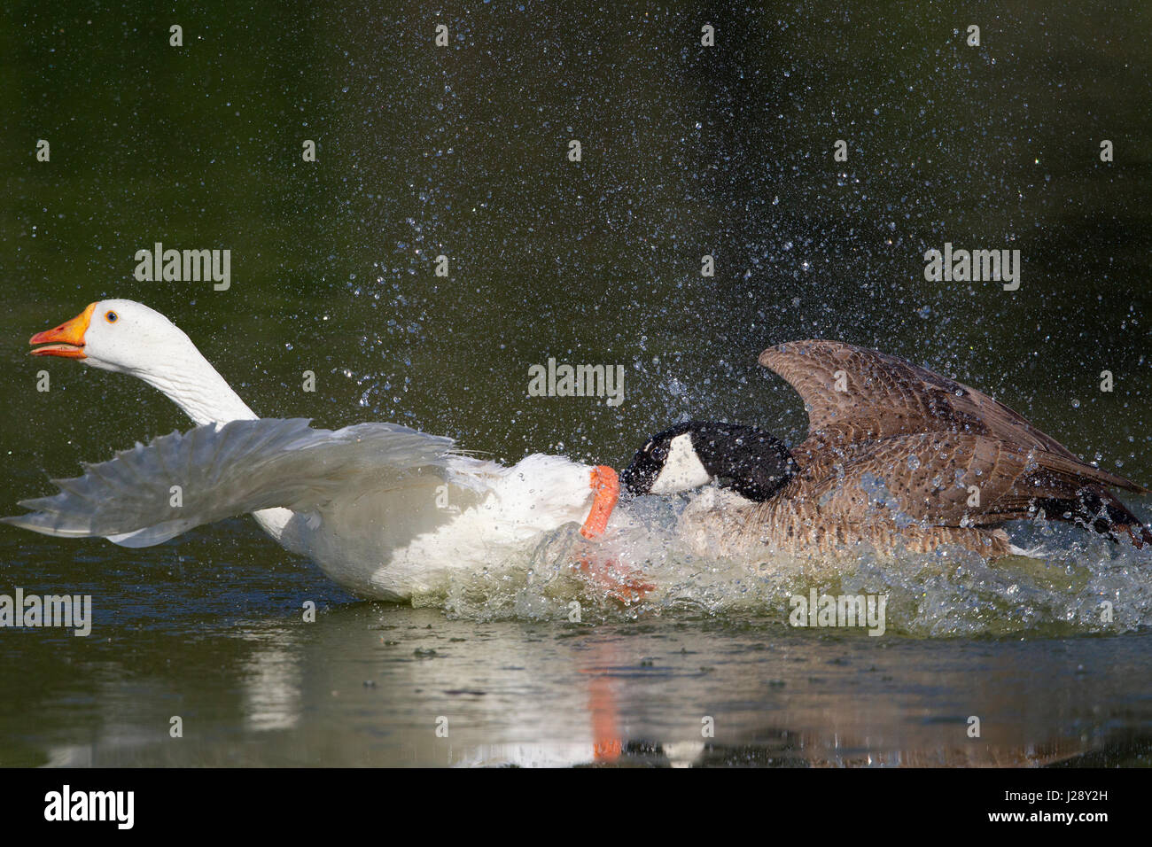 Goose Attack High Resolution Stock Photography and Images - Alamy
