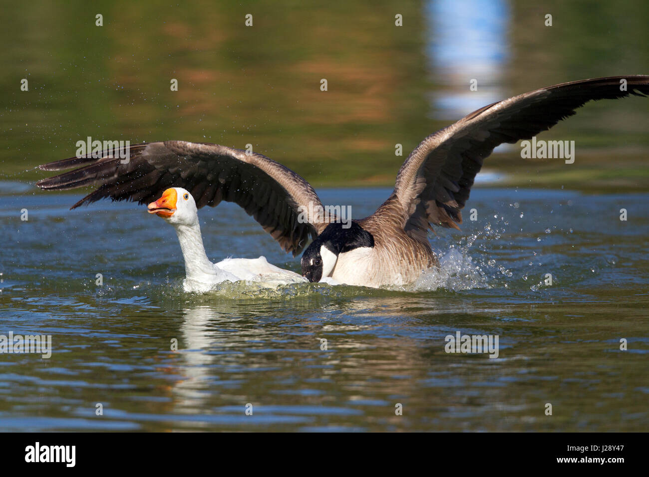 Canada goose attacking white chinese goose hi-res stock photography and ...