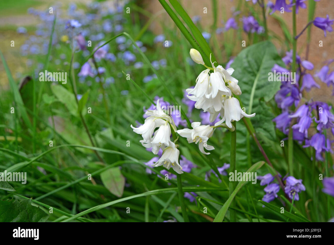 Purple bluebells hi-res stock photography and images - Alamy
