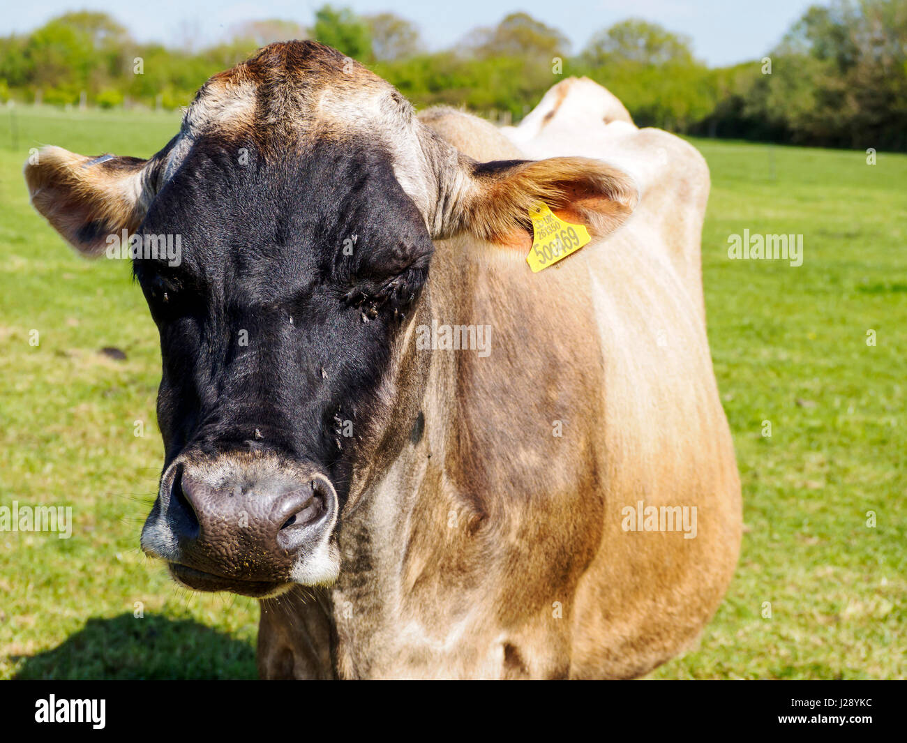 Stares intently hi-res stock photography and images - Alamy