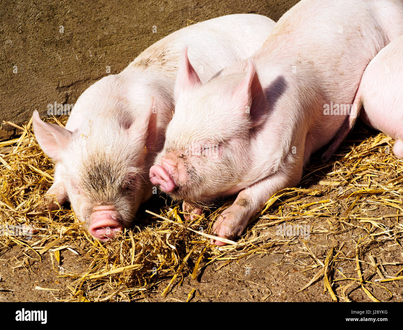 Baby pigs hi-res stock photography and images - Alamy