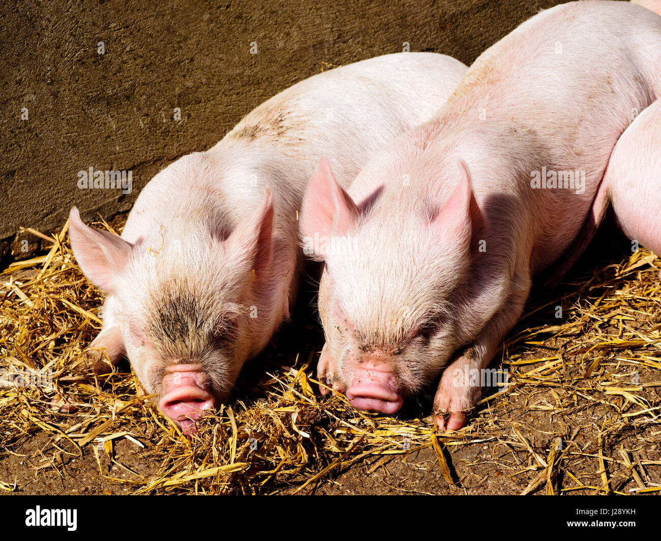 Middle White Pigs High Resolution Stock Photography and Images - Alamy