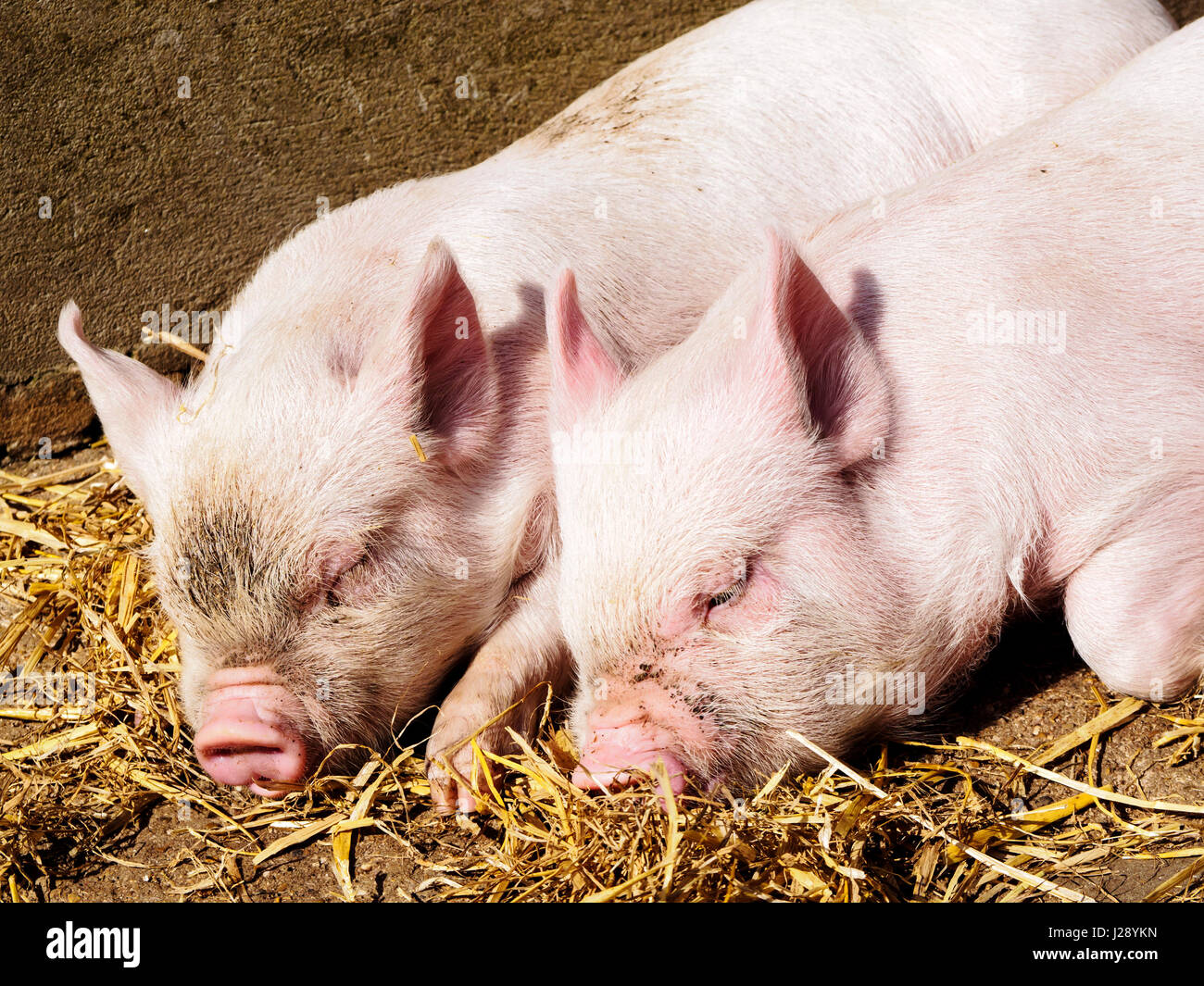 Middle White piglets dozing in warm spring sunshine Stock Photo - Alamy