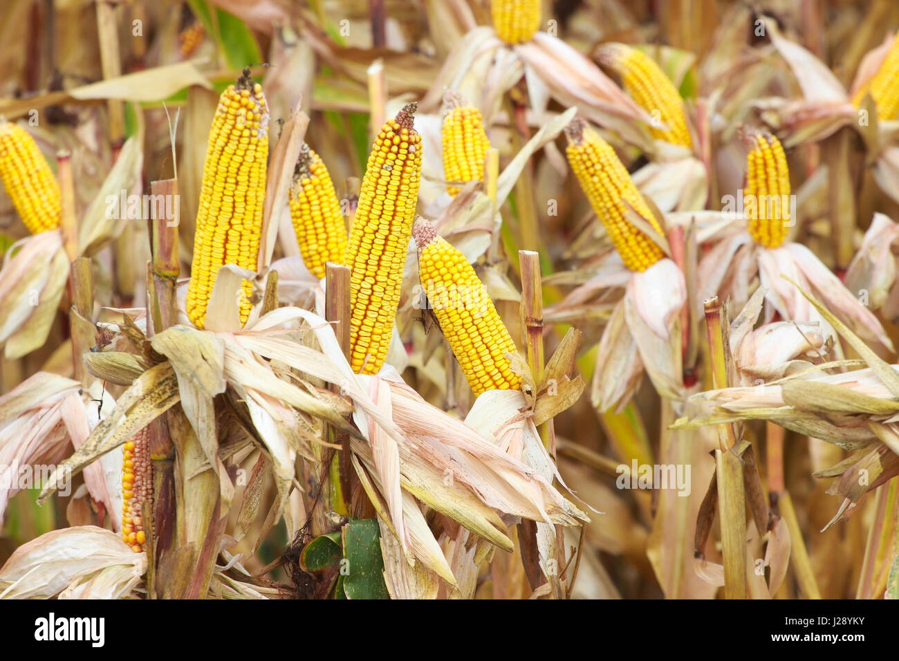agricultural field with corn Stock Photo - Alamy