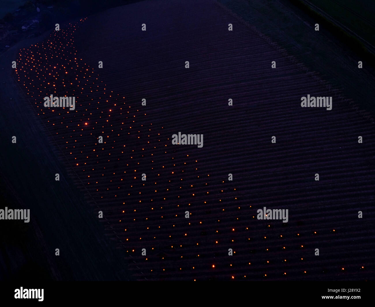 An aerial view of hundreds of candles are lit in the vineyard of ...