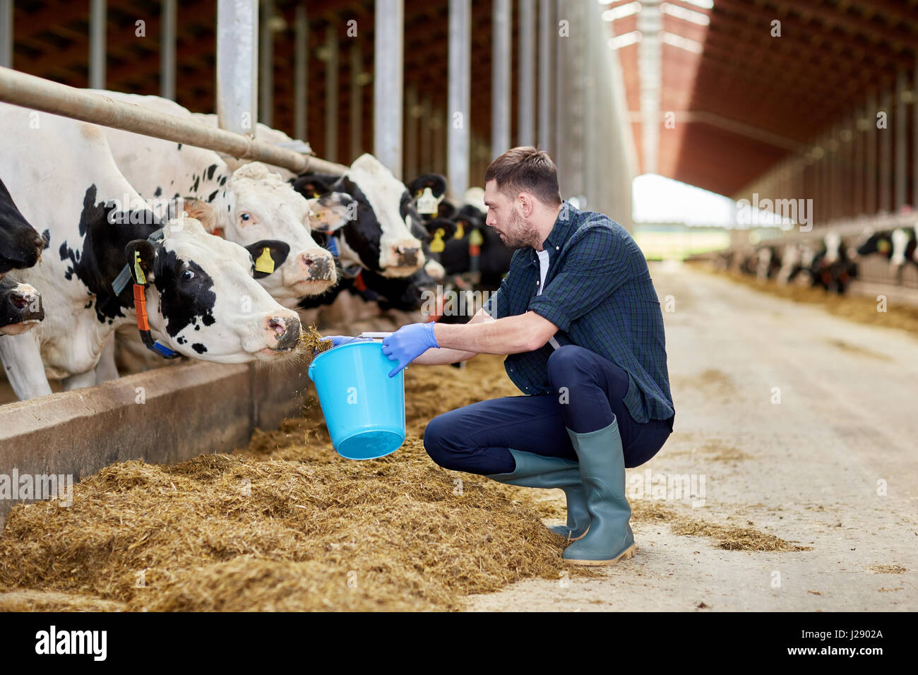Man cows bucket in cowshed hi-res stock photography and images - Alamy