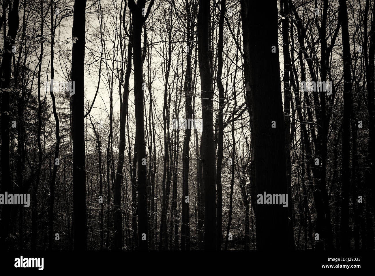 Low sun through trees in english woods Stock Photo - Alamy