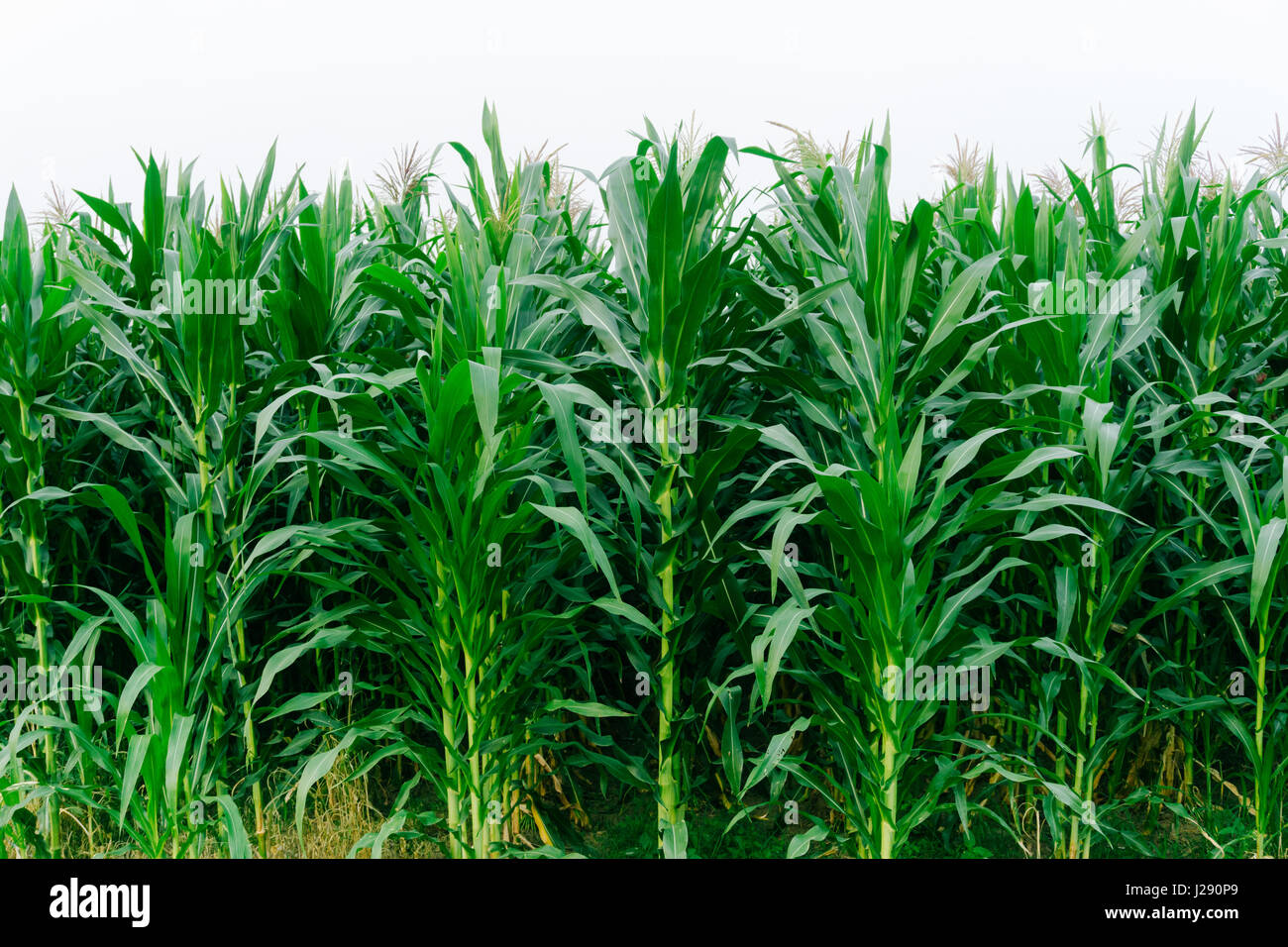 Corn green fields landscape outdoors background cornfields Stock Photo ...