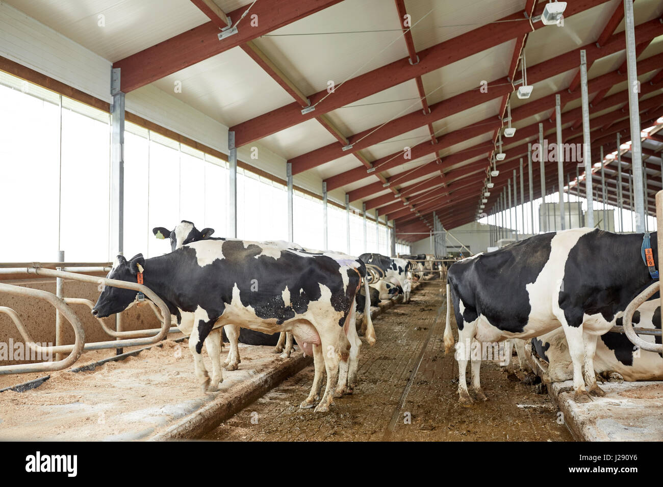 herd of cows in cowshed stable on dairy farm Stock Photo - Alamy